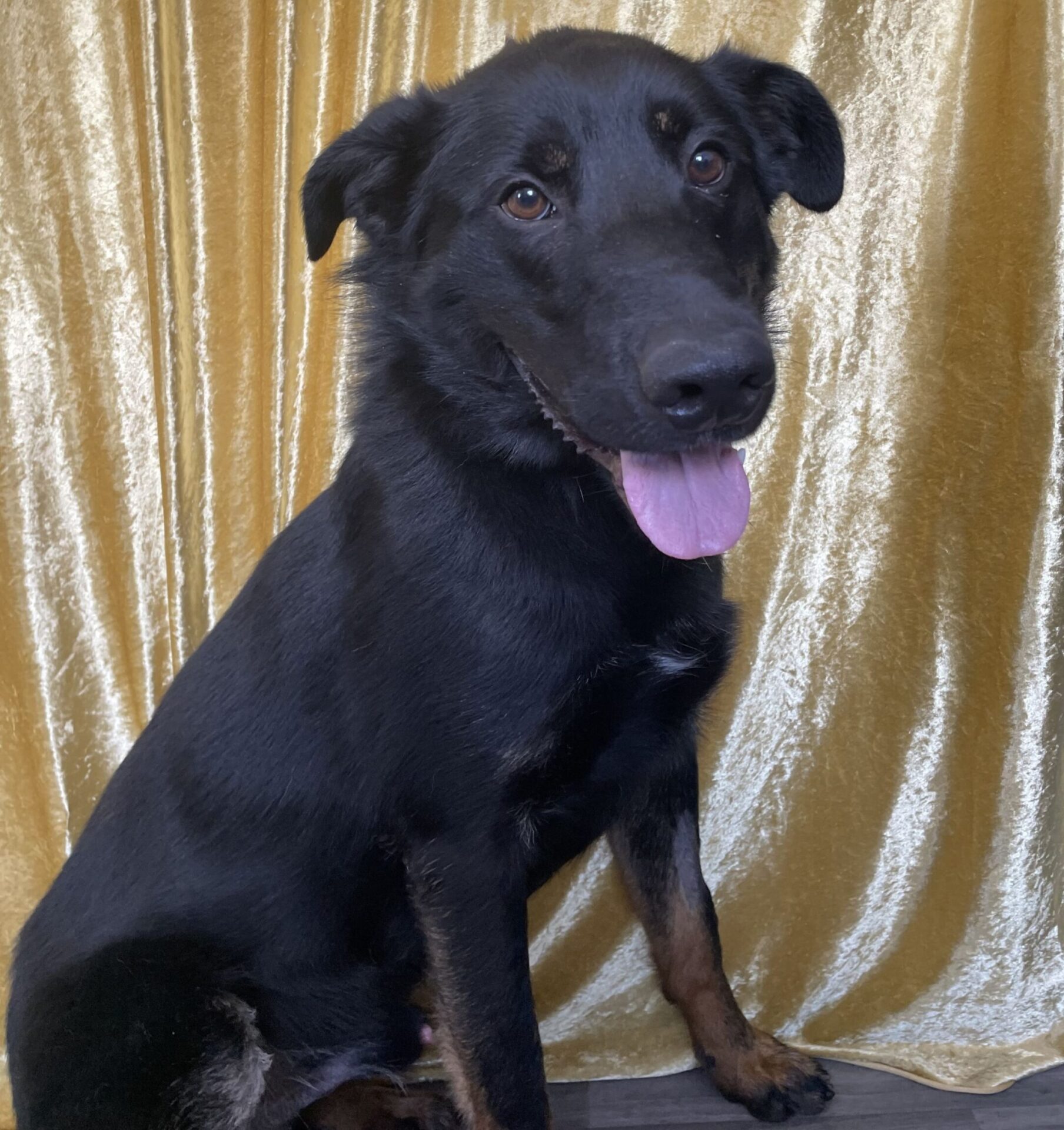 Adopt A Dog | PAWS Animal Rescue