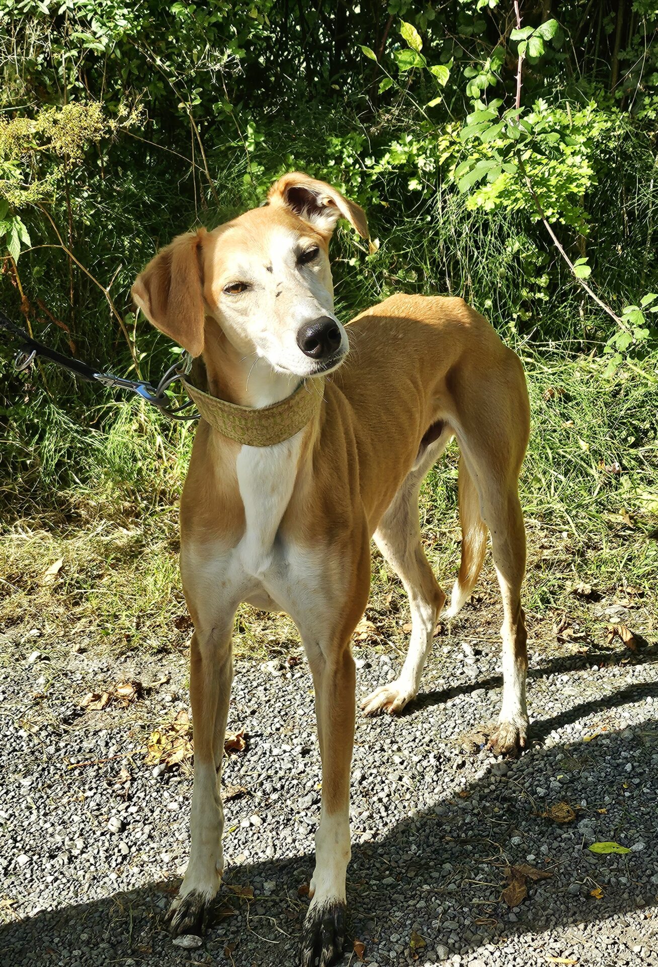 Adopt A Dog | PAWS Animal Rescue