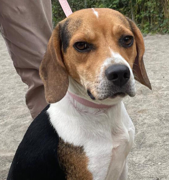 Adopt A Dog | PAWS Animal Rescue