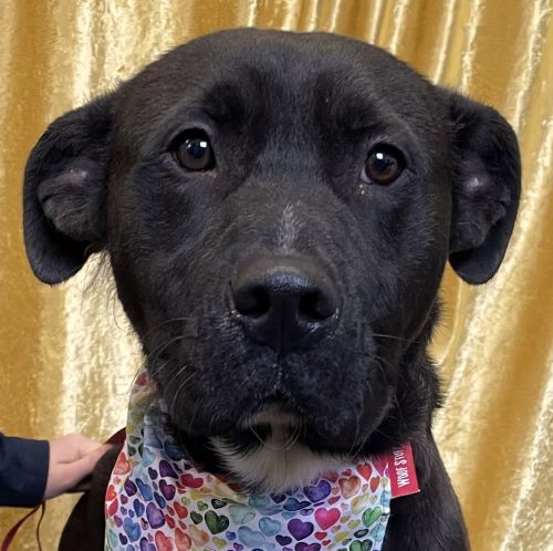 Adopt A Dog | PAWS Animal Rescue
