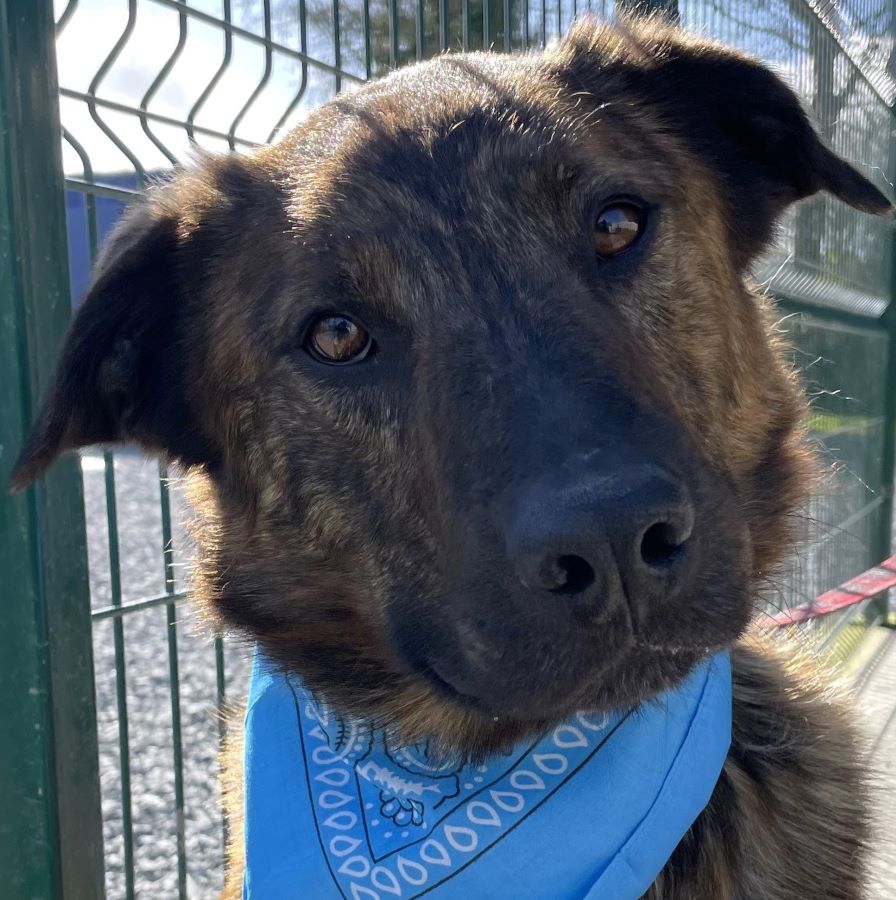 Adopt A Dog | PAWS Animal Rescue