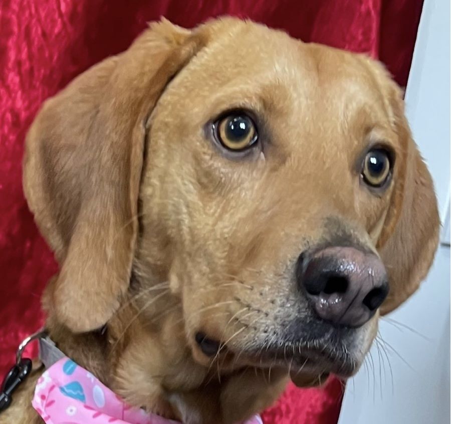 Adopt A Dog | PAWS Animal Rescue
