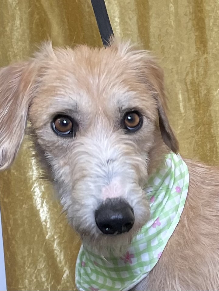 Adopt A Dog | PAWS Animal Rescue