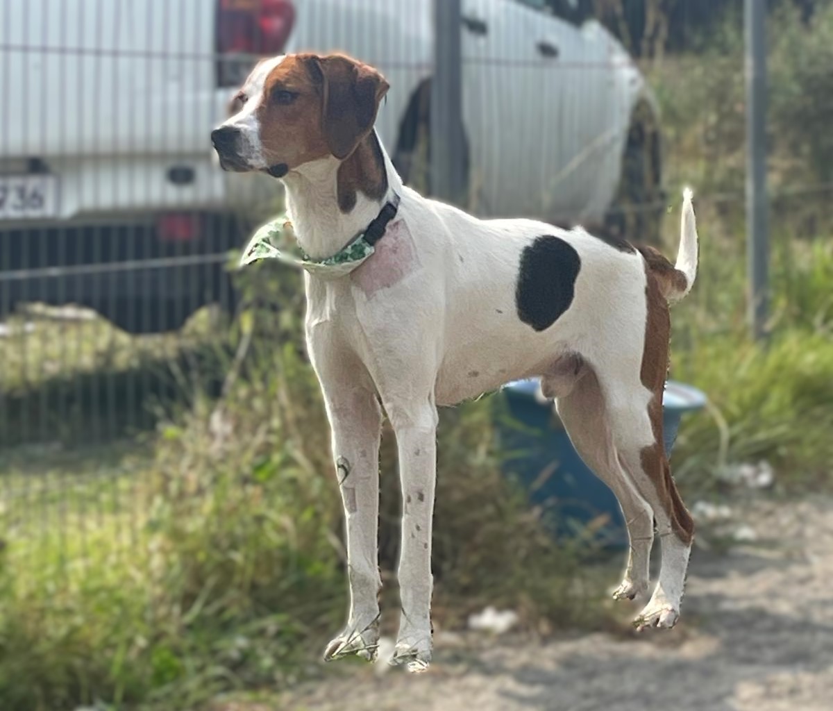 Adopt A Dog | PAWS Animal Rescue