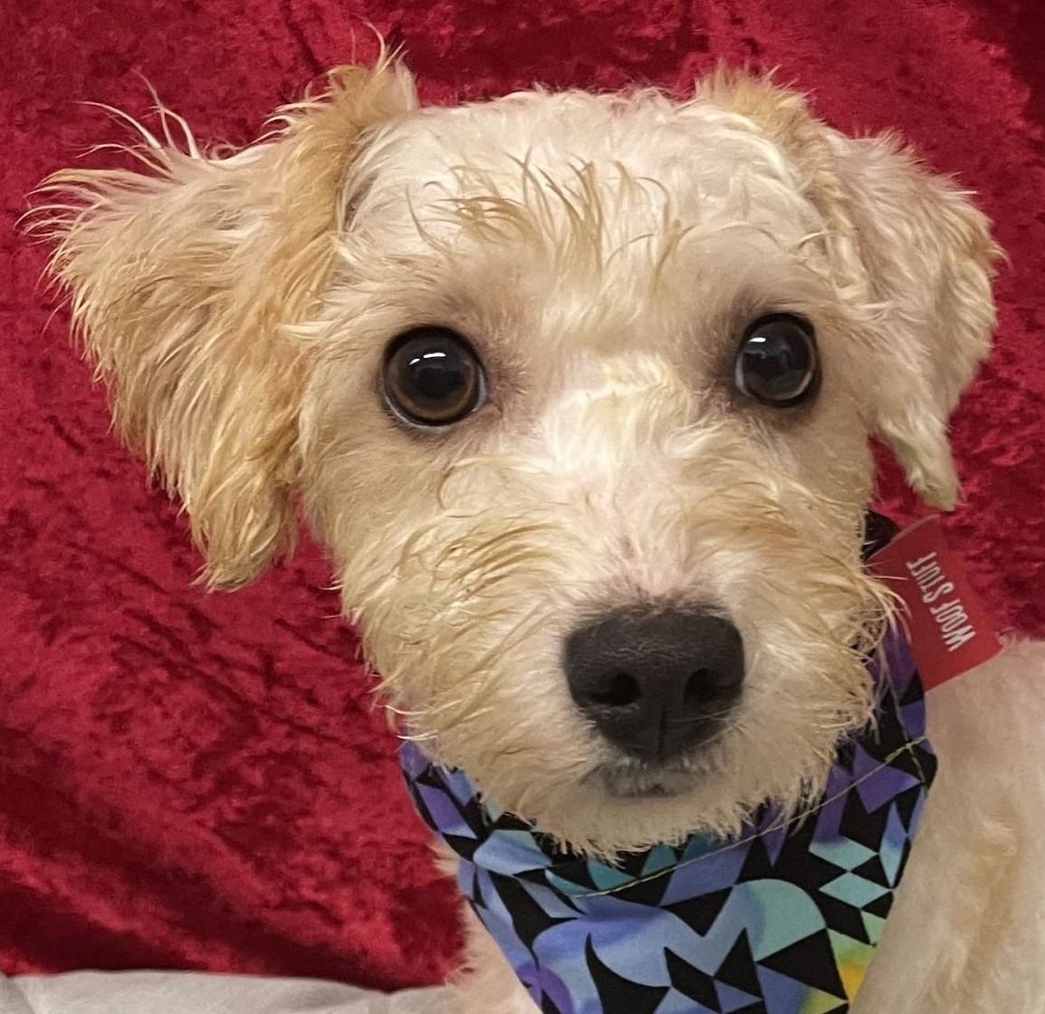 Adopt A Dog | PAWS Animal Rescue